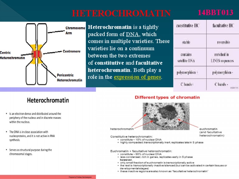 Heterochromatin: Heterochromatin Is A Tightly | PDF