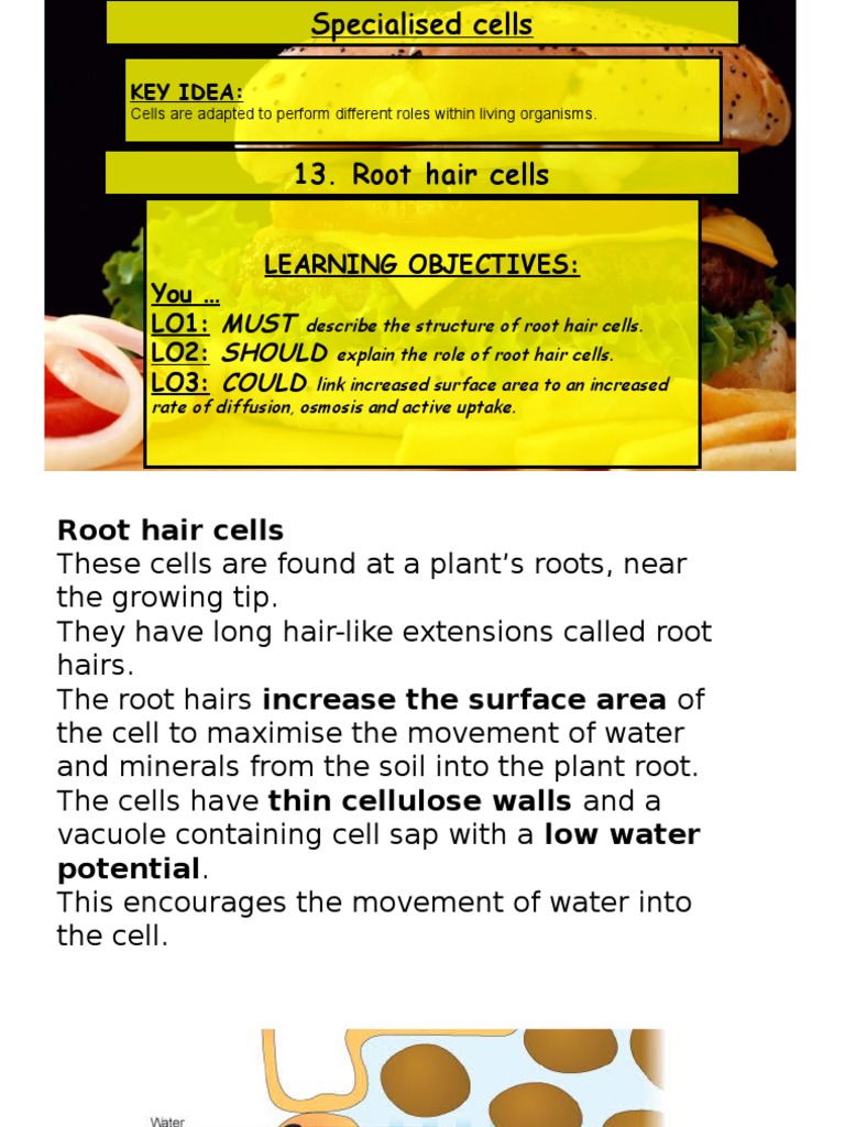Lesson 13 Root Hair Cells | Osmosis | Cell Biology