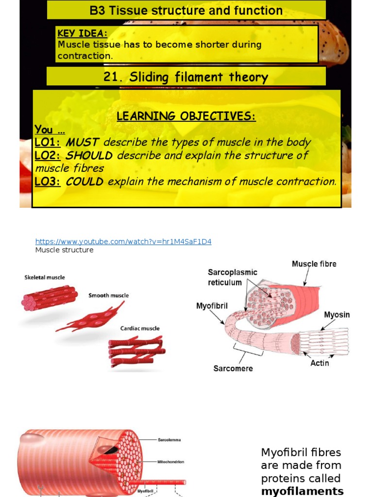 Muscle Tissue Structure and Function | PDF | Muscle Contraction | Cell ...