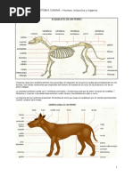 Esquema Basico de La Anatomia de Un Perro | PDF | Vértebra | Esqueleto