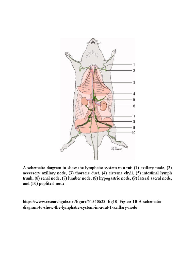 A Schematic Diagram To Show The Lymphatic System in A Rat | PDF ...