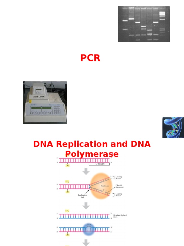 1-2 PCR and Gel Electrophoresis | PDF | Agarose Gel Electrophoresis ...