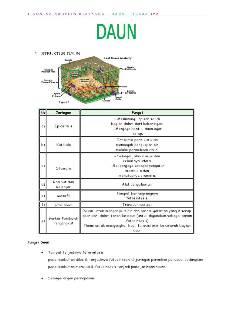 Struktur Daun | PDF