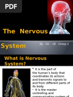 Anatomy - The Nervous System Powerpoint | PDF | Nervous System | Neuron