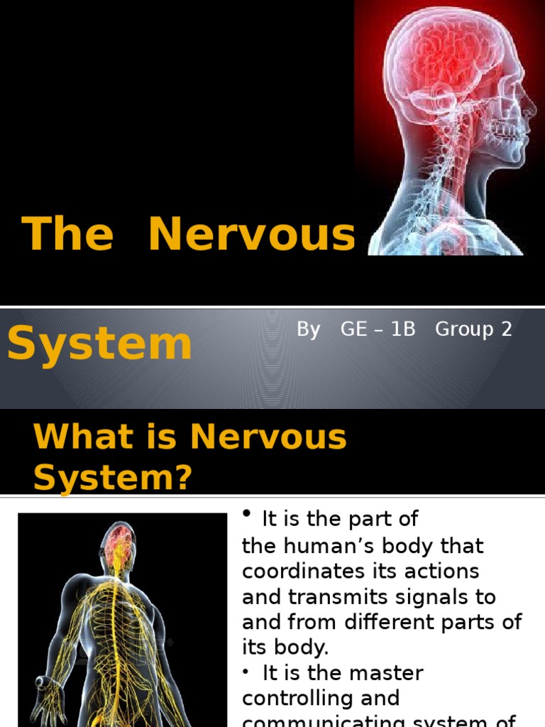 The Nervous System - Psychology | PDF | Central Nervous System ...