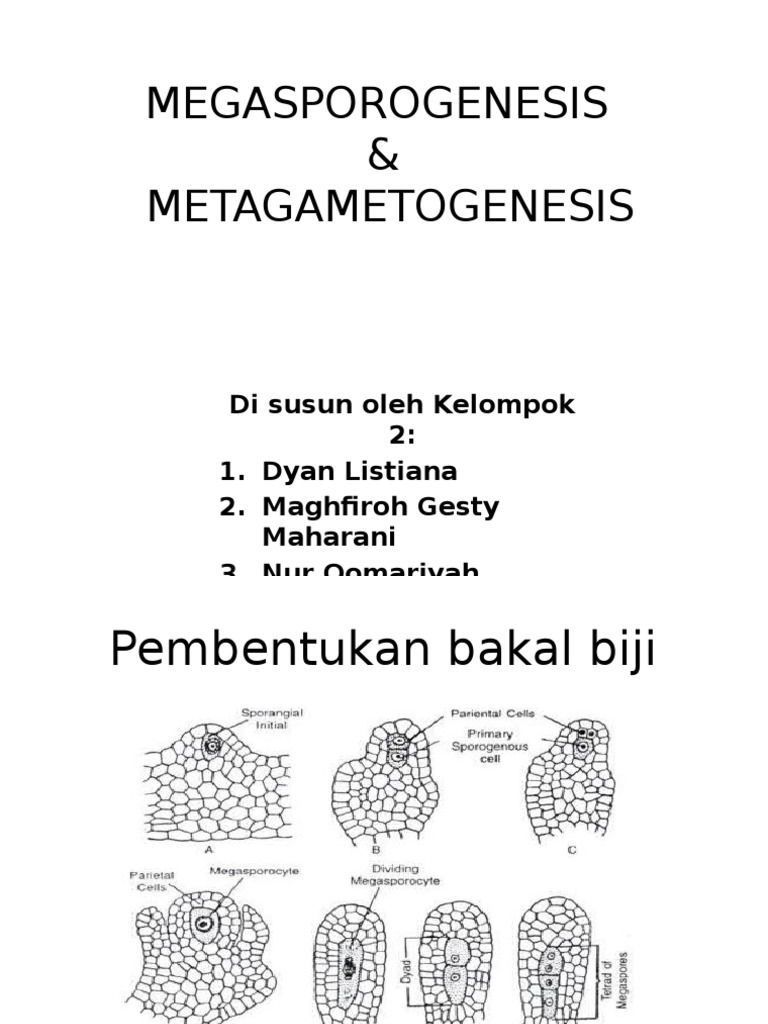 Megasporagenesis & Megagametogenesis | PDF