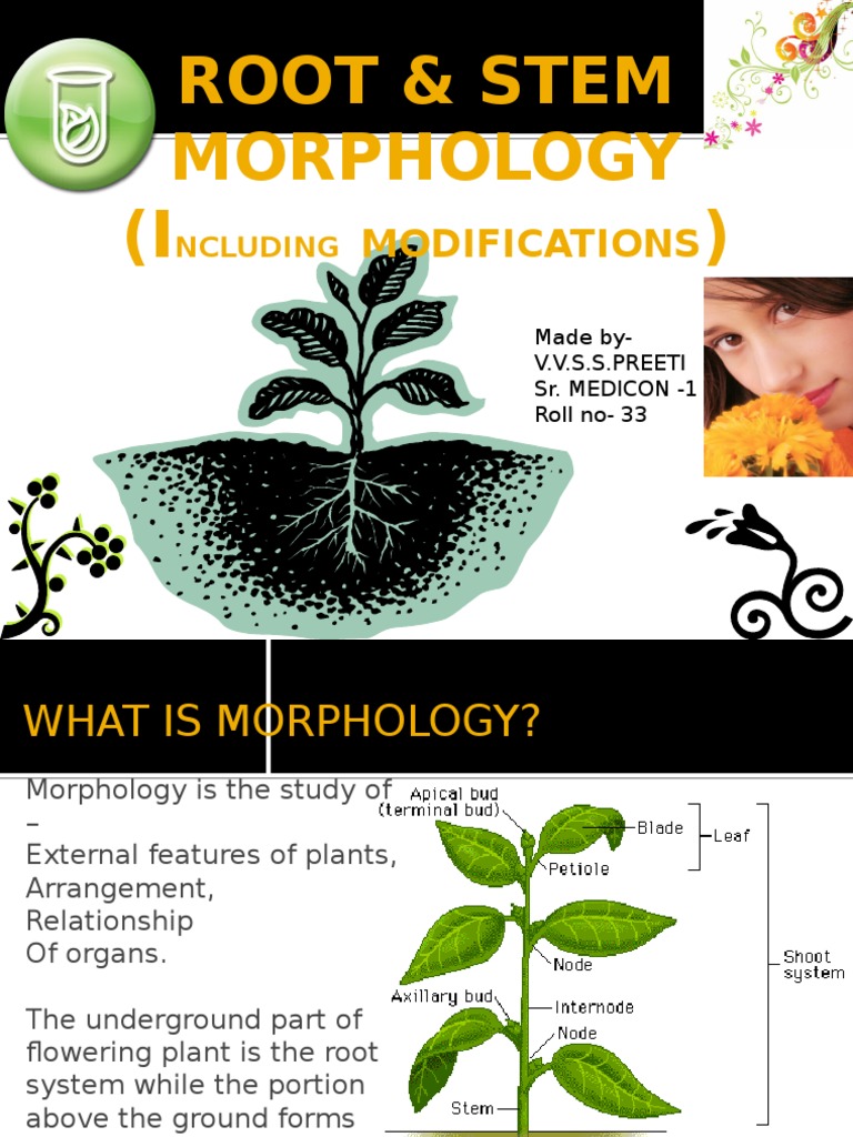 Botany Project | PDF | Root | Plant Stem