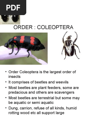 Order Coleoptera
