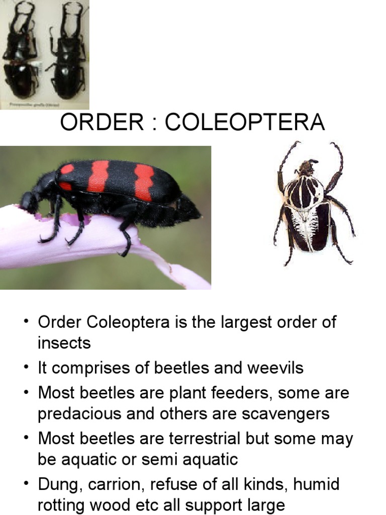 Coleoptera | PDF | Beetle | Mimicry
