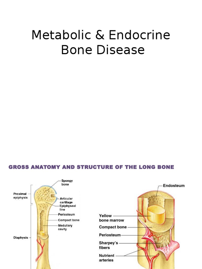 Bone Disease: Anatomy & Hormonal Regulation | PDF | Bone | Endocrine System