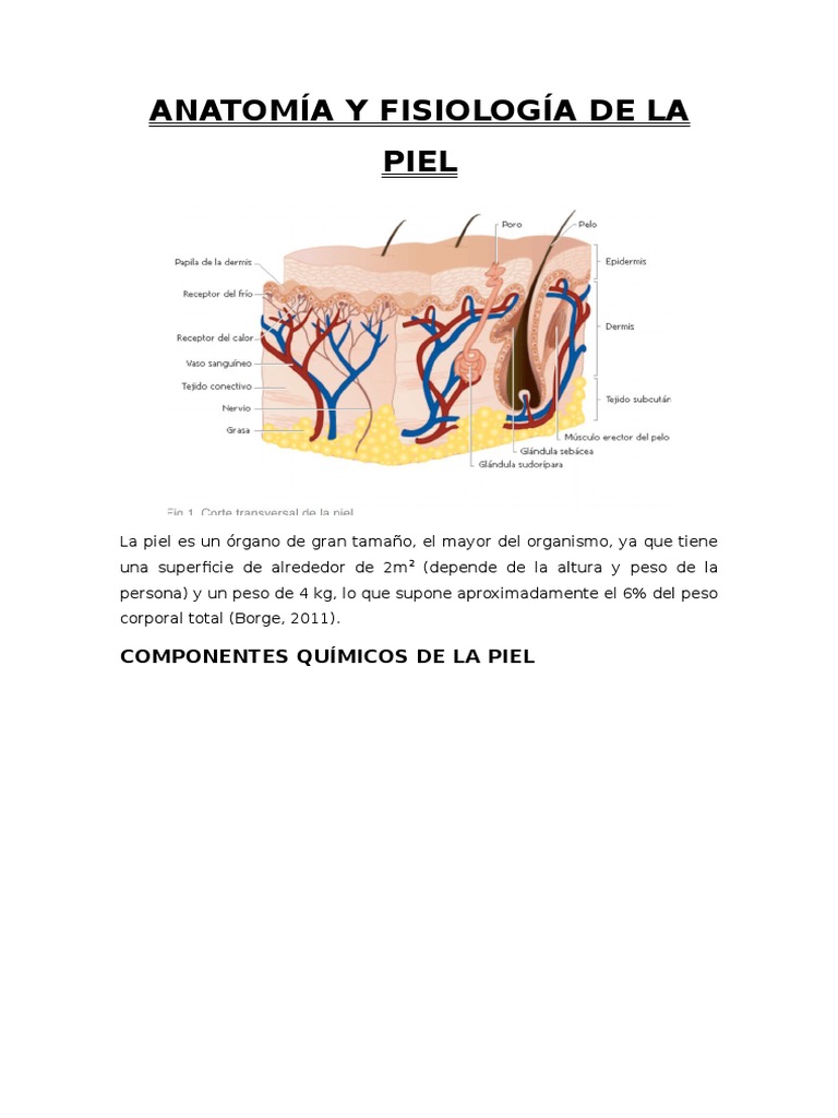 Anatomía Y Fisiología De La Piel Pdf Epidermis Piel