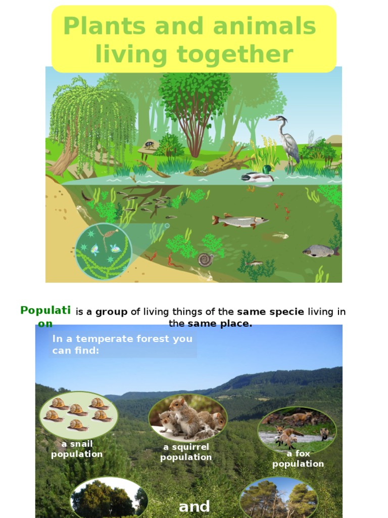 Plants and Animals Living Together | PDF | Social Science | Science ...