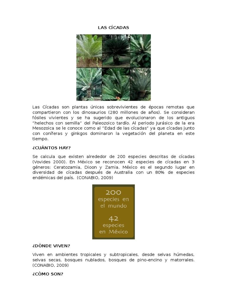 Cicadas Plantas