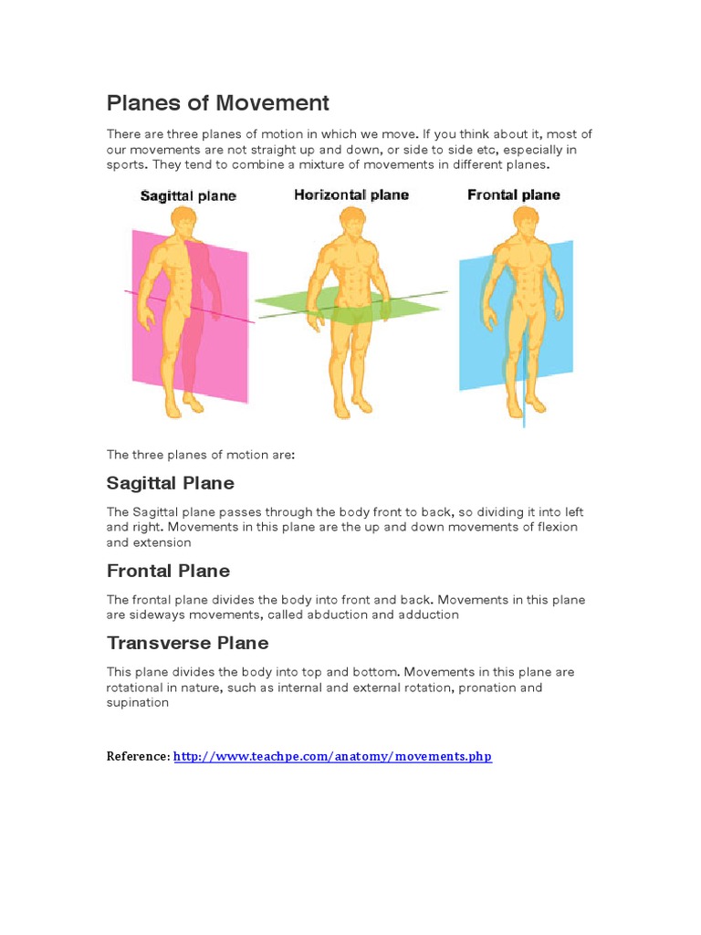 Planes and Types of Movement | PDF | Anatomical Terms Of Motion ...