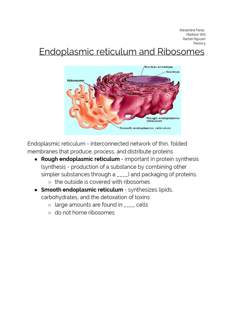 Endoplasmic Reticulum and Ribosomes | PDF