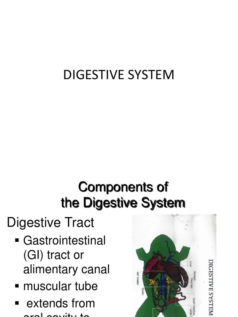 Digestive System of Frog | PDF | Human Digestive System | Digestion