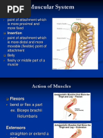 BTEC Sport Level 3 Revision Guide Muscular System | PDF