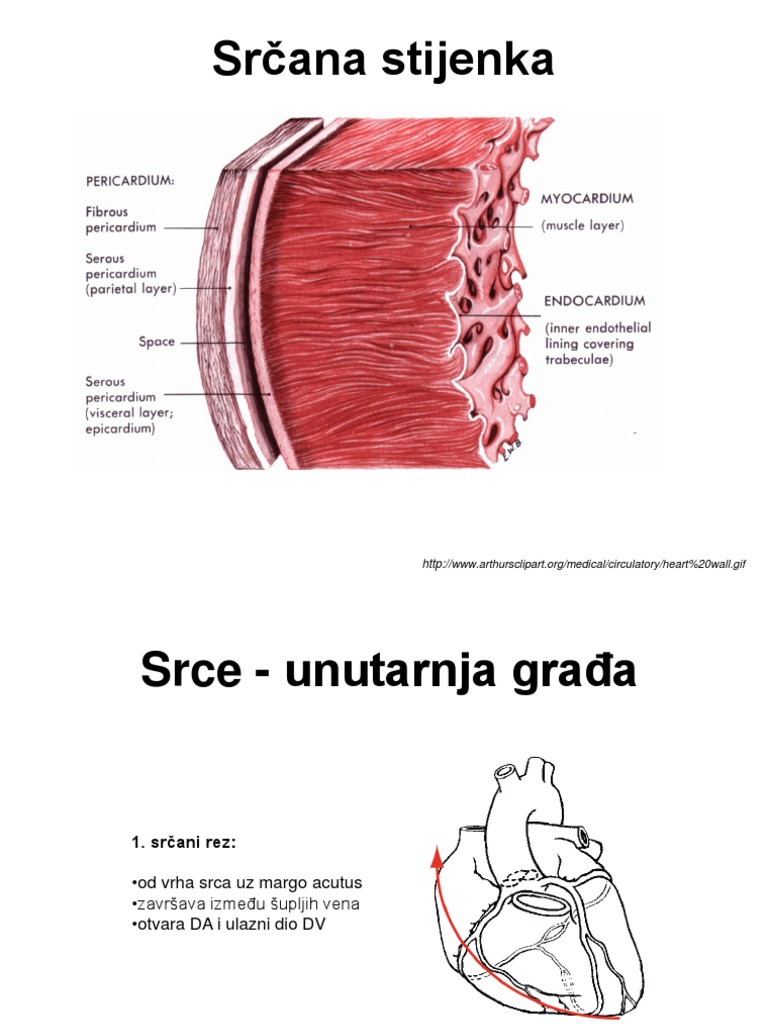 A2 S1 Provodna Muskulatura Komore Funkcija Srca | PDF