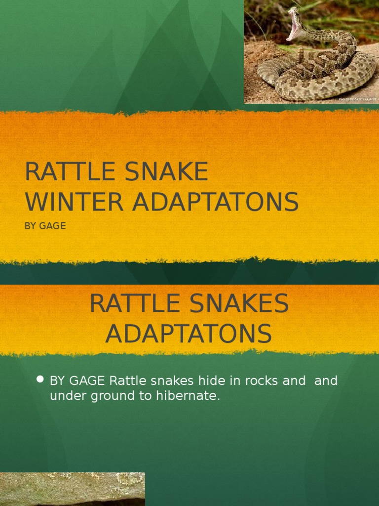 Rattle Snakes 3 | PDF