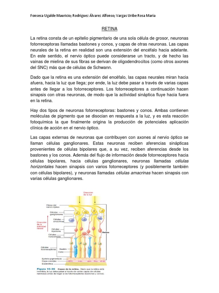 La estructura y función de los fotorreceptores de la retina: bastones y ...