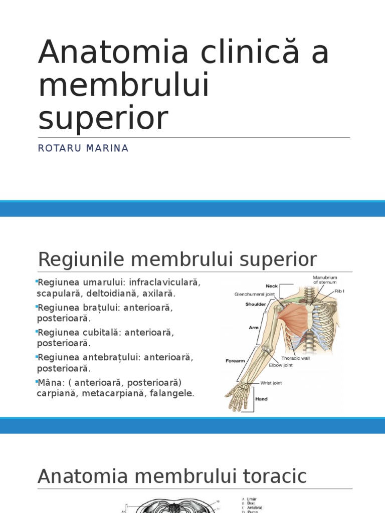 Anatomia Clinica A Membrului Superior Prezentare | PDF