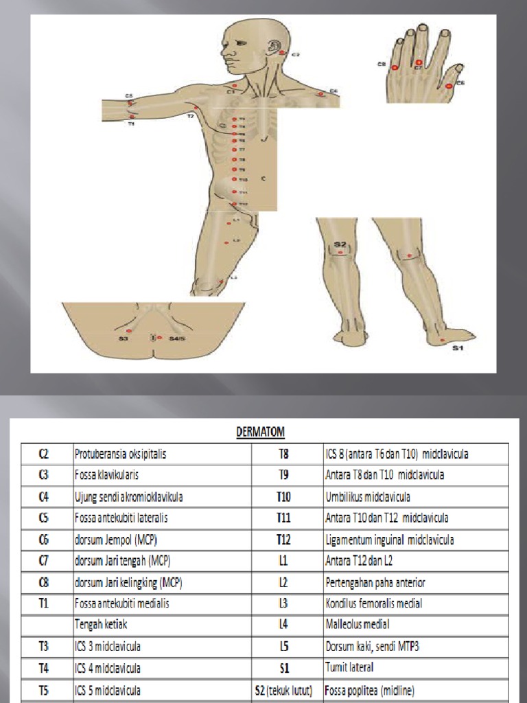 Dermatom Dan Miotom | PDF