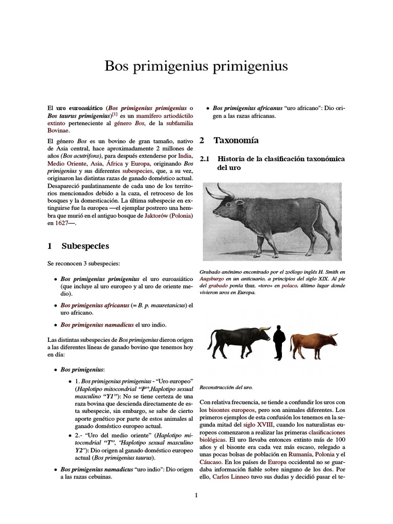Bos Primigenius Primigenius | PDF | Bóvidos | Animales domesticados