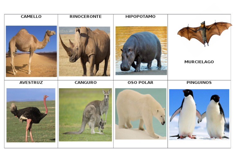 Animales Variados | PDF