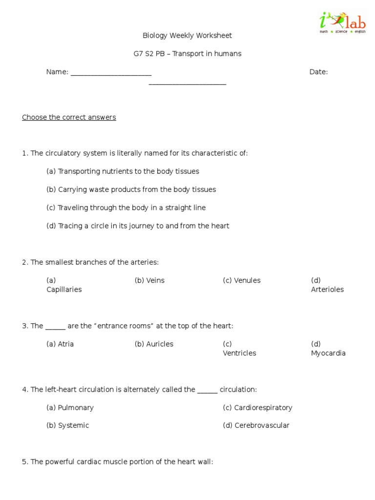 Human Circulatory System Worksheet | PDF | Heart | Circulatory System