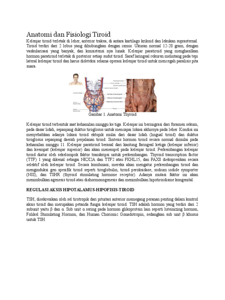 Anatomi Dan Fisiologi Tiroid | PDF