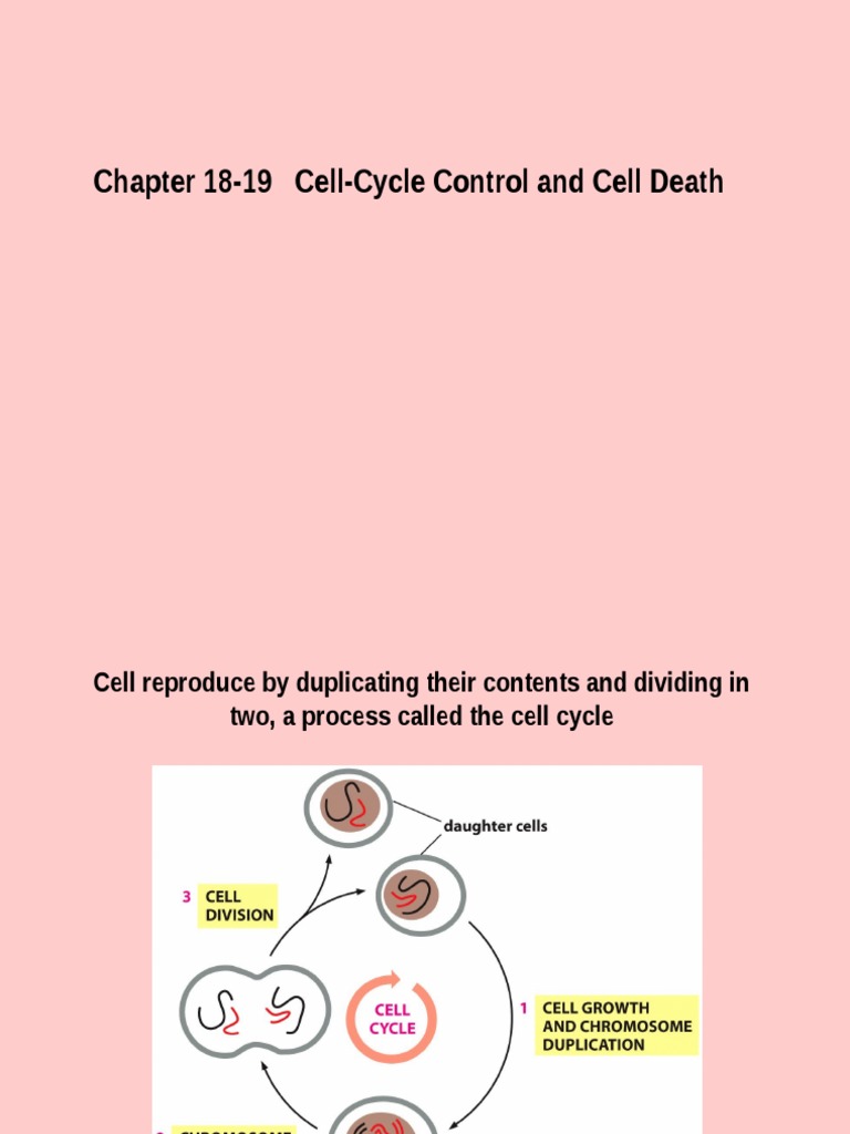 Chapter 18-19 Cell-Cycle Control and Cell Death | PDF | Cell Cycle ...