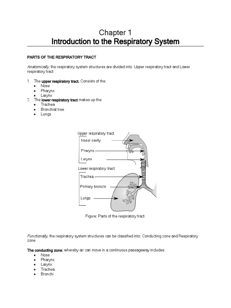 Introduction To Respiratory System | PDF | Respiratory Tract | Lung