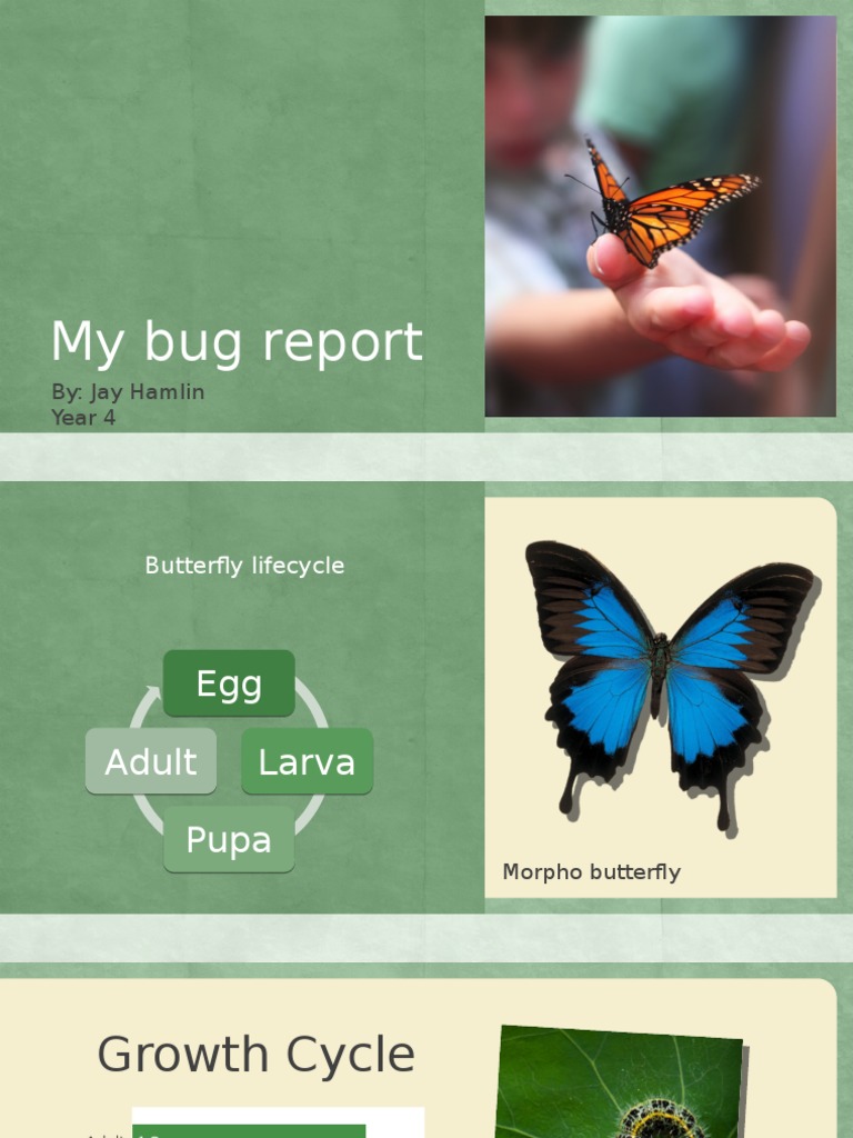 My Bug Report: By: Jay Hamlin Year 4 | PDF