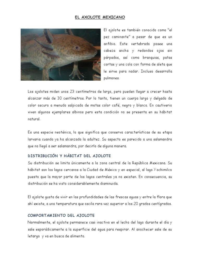 El Axolote Mexicano | PDF | Naturaleza