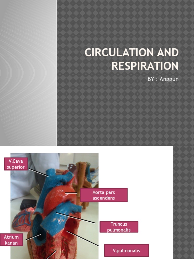 Circulation and Respiration | PDF | Cardiology | Animal Anatomy