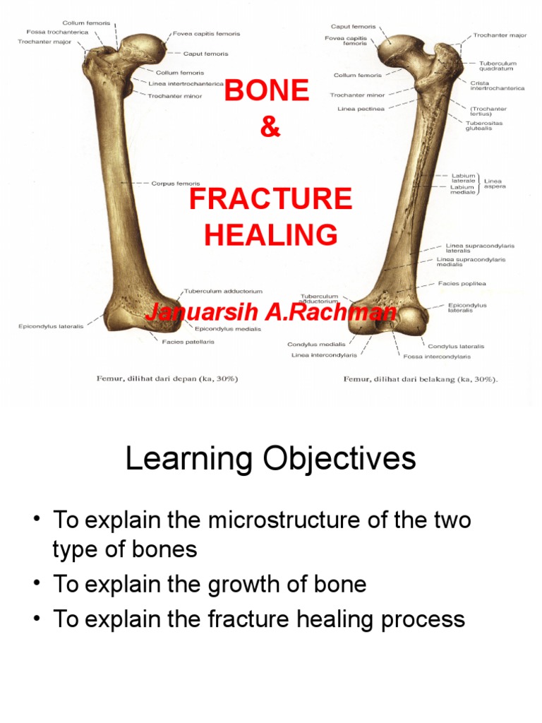 Bone & Fracture Healing: Januarsih A.Rachman | PDF | Bone | Skeletal System
