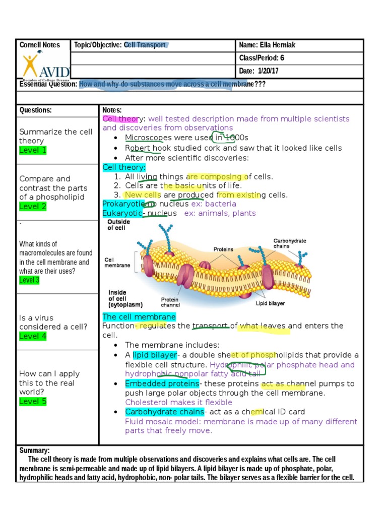 Bio Cell Transport Cornell Notes | PDF | Cell Membrane | Osmosis