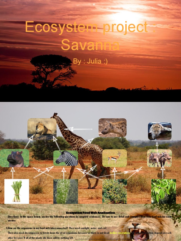 Savanna Ecosystem Food Web Analysis | PDF