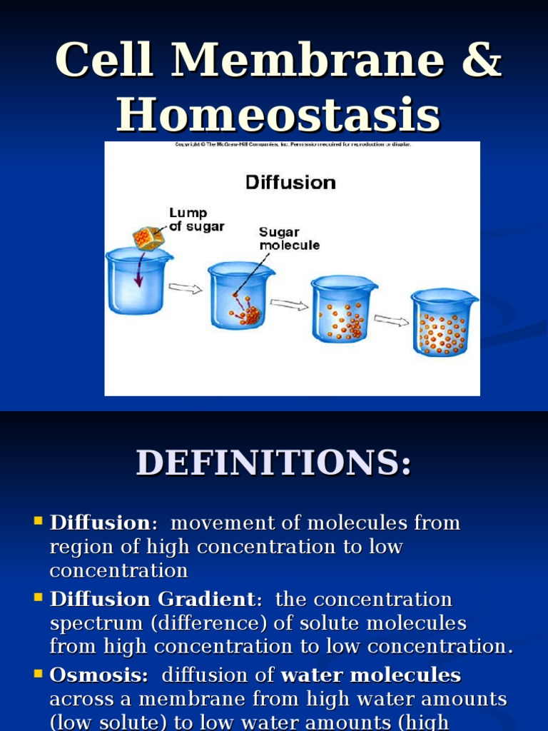 Cell Membrane & Homeostasis | PDF | Cell Membrane | Osmosis