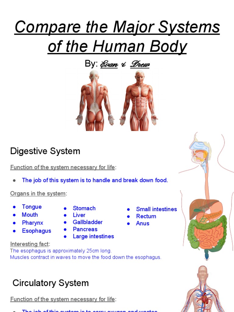 Finished Evan Drew Human Body System | PDF | Human Body | Muscle