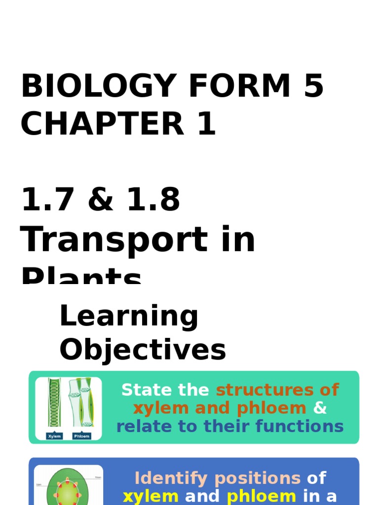 Biology Form 5 Chapter 1 (1.7 & 1.8) | PDF | Root | Plant Stem