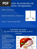 Ciclo de la Urea: Proceso y Enzimas | PDF | Bioquímica | Química
