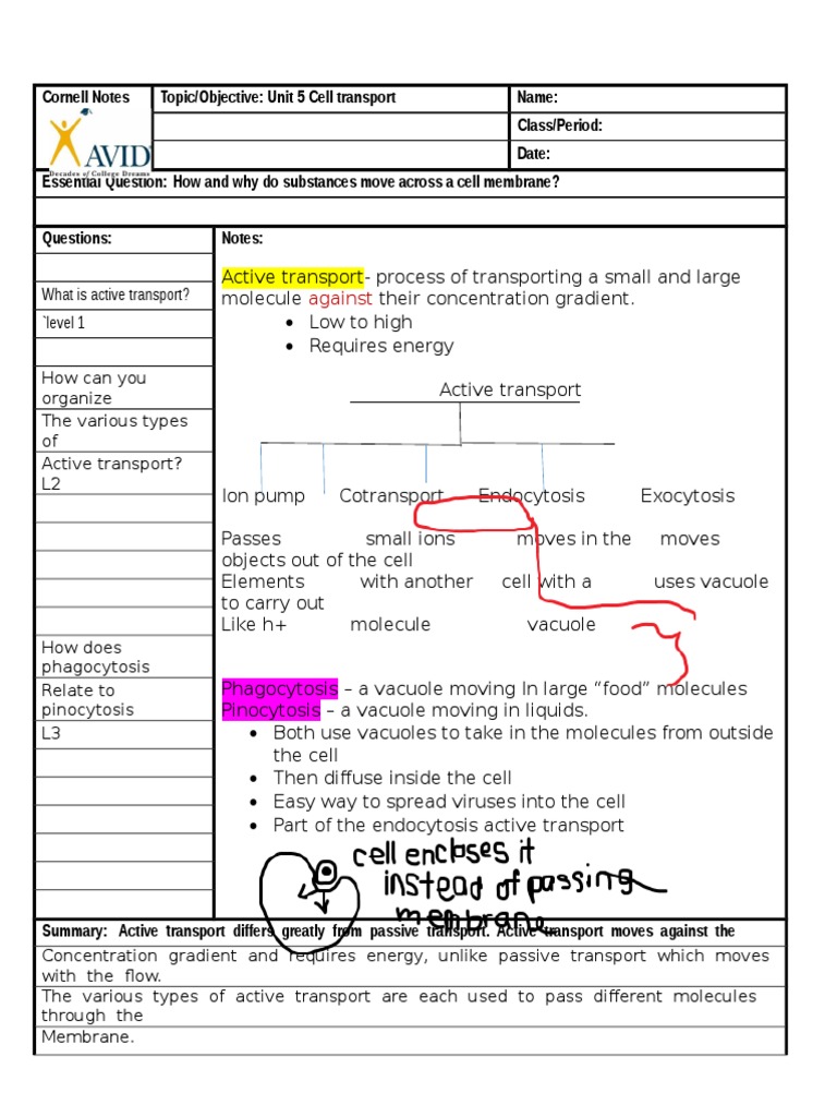 Cornell Notes Unit 5 Active | PDF | Vacuole | Cell Membrane