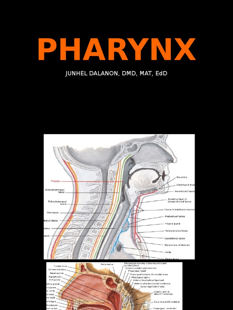 Pharynx: Junhel Dalanon, Dmd, Mat, Edd | Larynx | Animal Anatomy