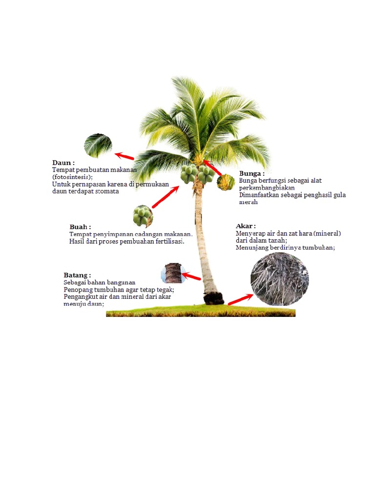 Ciri Pokok Kelapa | PDF