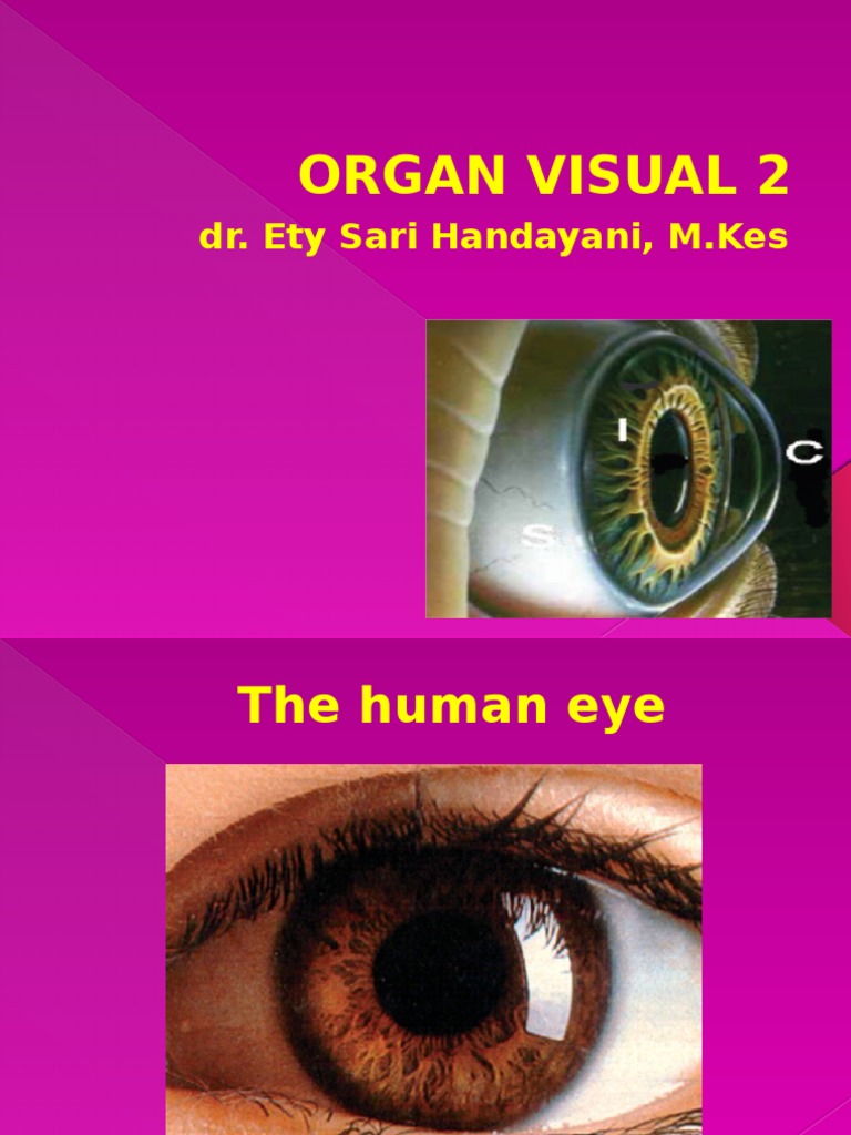 Organ Visual 2: Dr. Ety Sari Handayani, M.Kes | PDF | Cornea | Human Eye