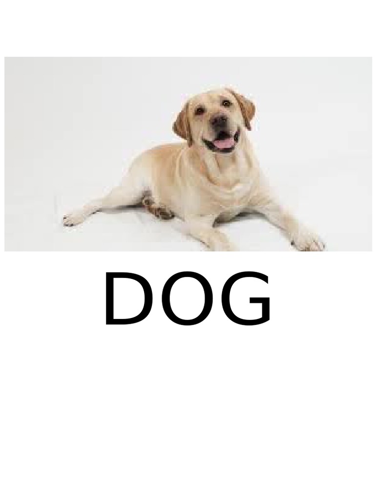 Flashcards Dog | PDF