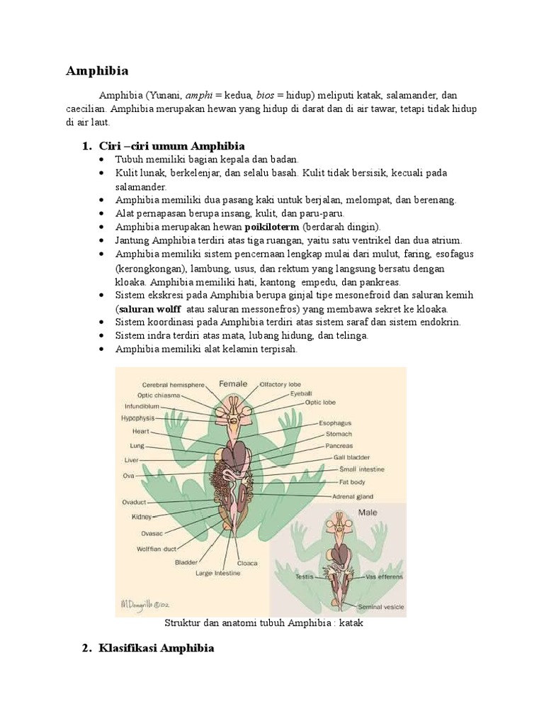 Amphibia | PDF