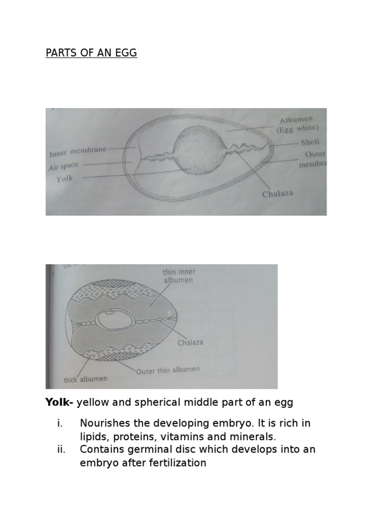 Yolk-Yellow and Spherical Middle Part of An Egg | PDF