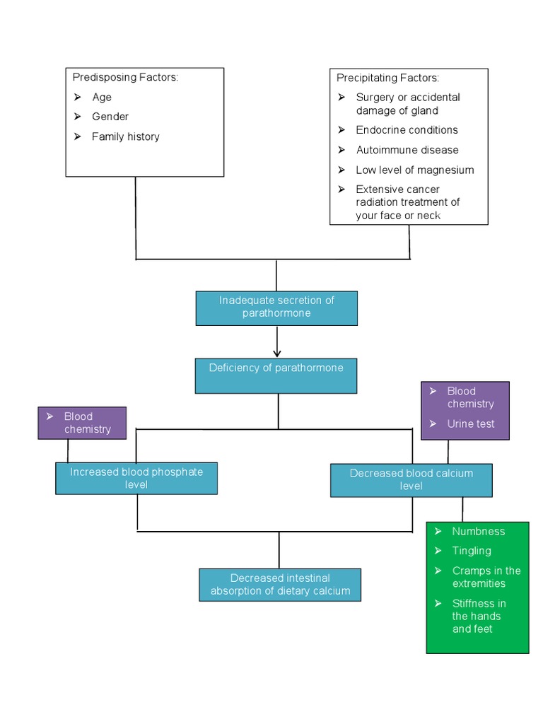 Concept Map Para Thyroid | Parathyroid Gland | Medical Specialties